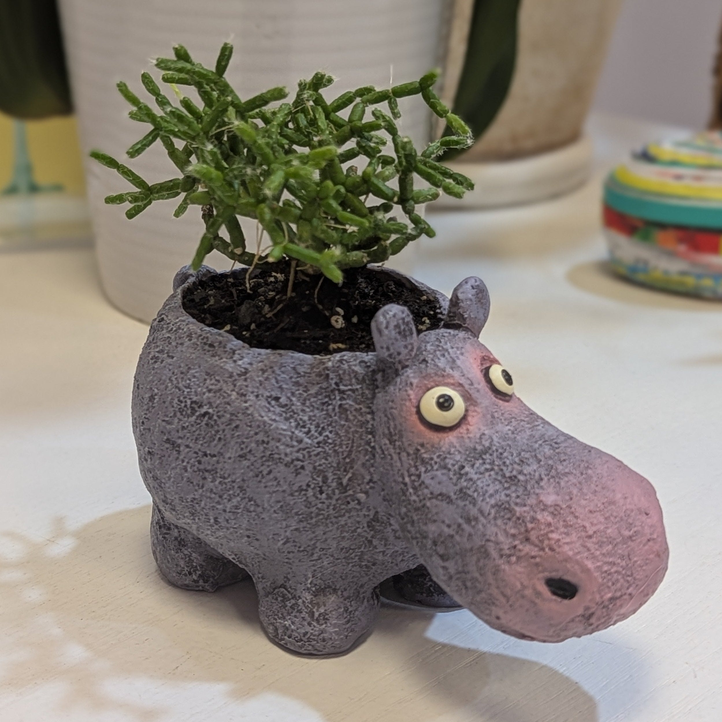 Hippo Planter w/ Potted Plants – The Purple Ostrich